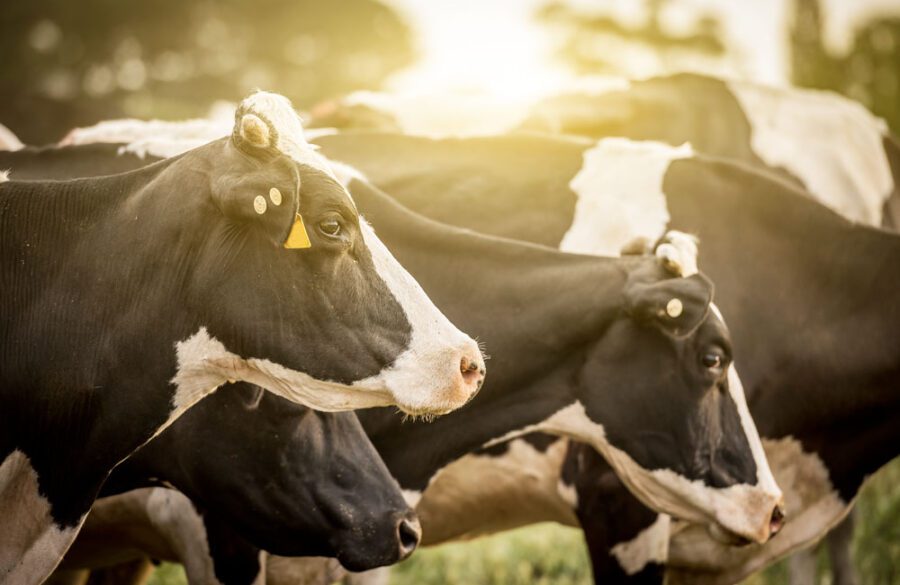 C.O.W.S. Program | Novus International, Inc.