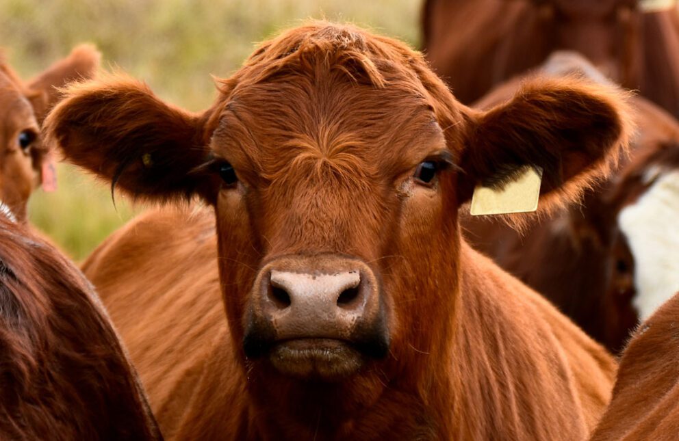 Cattle Nutrition for Better Beef | Novus International, Inc.