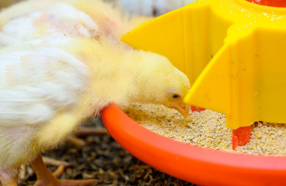 Poultry Feed Cost Management Novus International Inc 2664