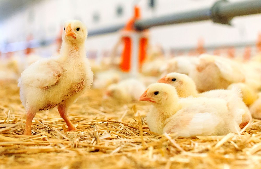 Growth Performance | Novus International, Inc.