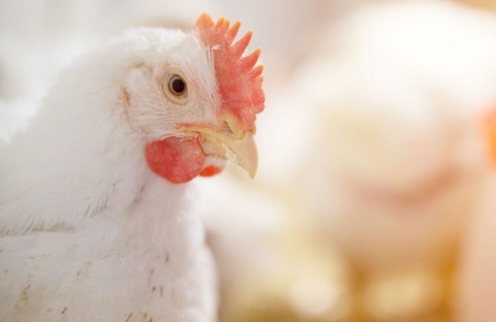 Poultry Gut Health | Novus International, Inc.