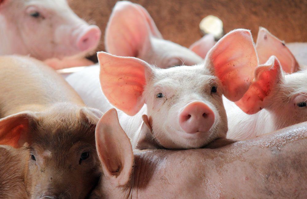 Swine Gut Integrity and Health | Novus International, Inc.