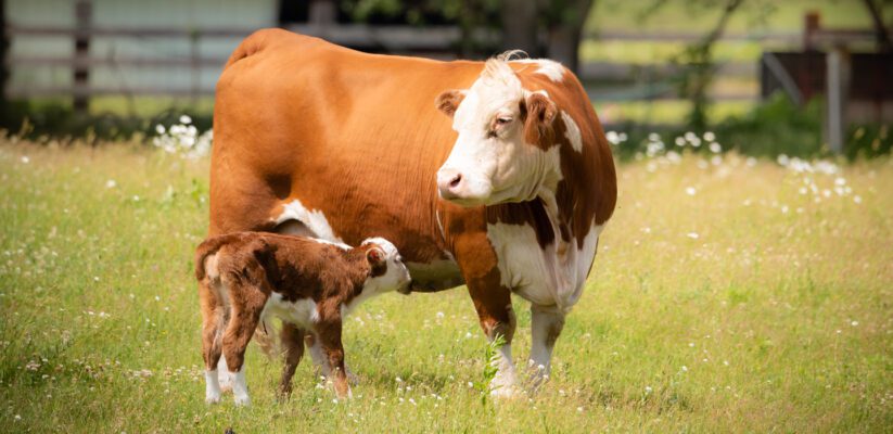 Cattle Nutrition for Better Beef | Novus International, Inc.