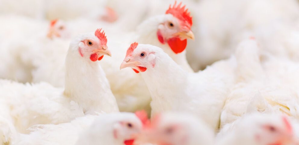Poultry Gut Health | Novus International, Inc.