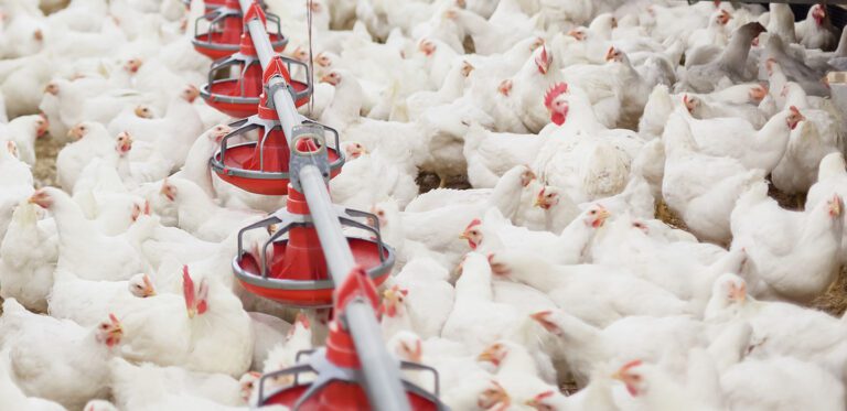 Mineral | Novus International, Inc.