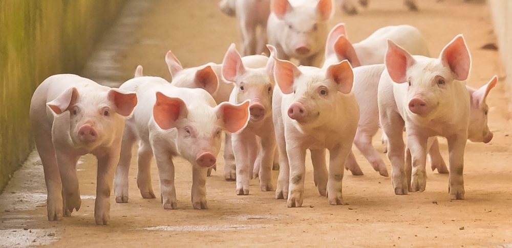 MINTREX® Trace Minerals | Novus International Swine Products