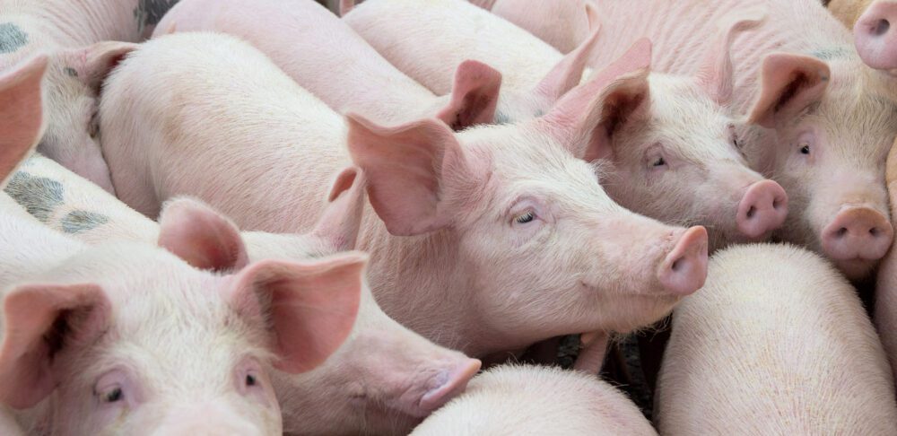 Pig Growth Performance | Novus International, Inc.