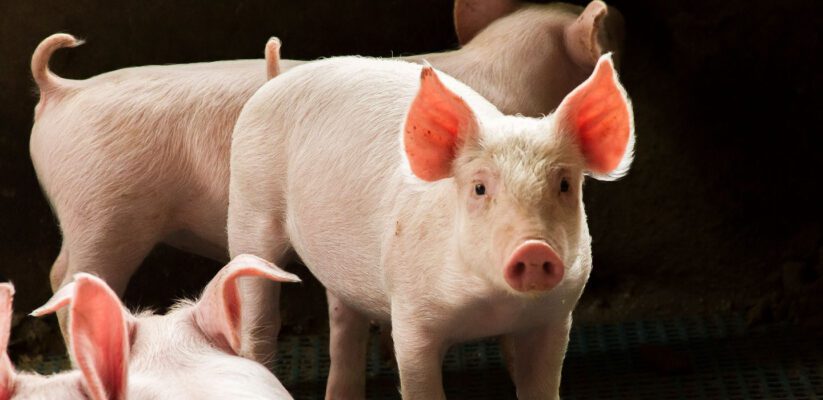 Structural Development | Novus International, Inc.