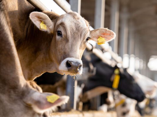 MINTREX® Trace Minerals | Novus International Dairy Products