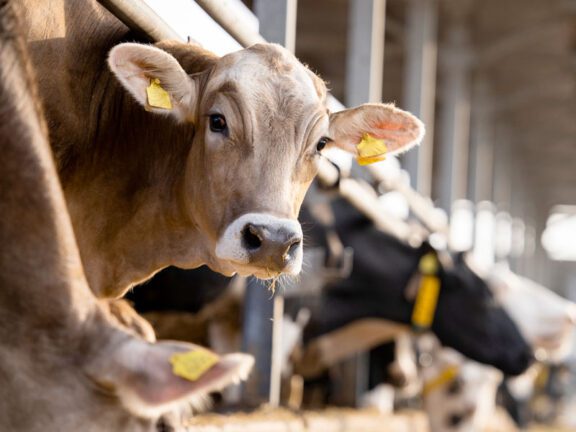 MINTREX® Trace Minerals | Novus International Dairy Products