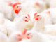 MINTREX® Trace Minerals | Novus International Poultry Products