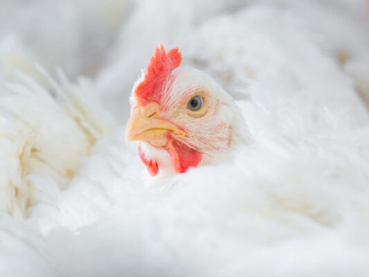 CIBENZA® Feed Additives | Novus International Poultry Products