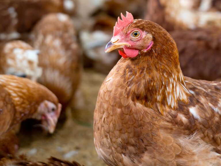 CIBENZA® Feed Additives | Novus International Poultry Products