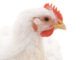 CIBENZA® Feed Additives | Novus International Poultry Products