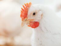 ALIMET® Feed Additive | Novus International Poultry Products