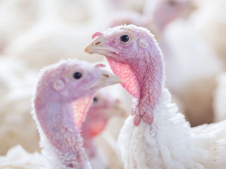 MINTREX® Trace Minerals | Novus International Poultry Products
