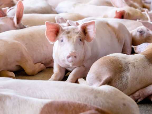 ACTIVATE® Nutritional Feed Acid | Novus International Swine Products
