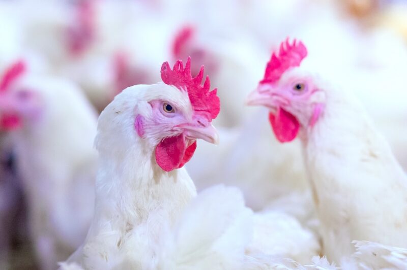 CIBENZA® MAXX Enzyme Feed Additive | Novus International