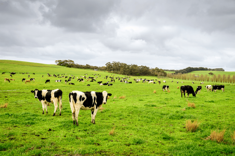 NOVUS Brings New Dairy Solutions to Australia and New Zealand | Novus ...