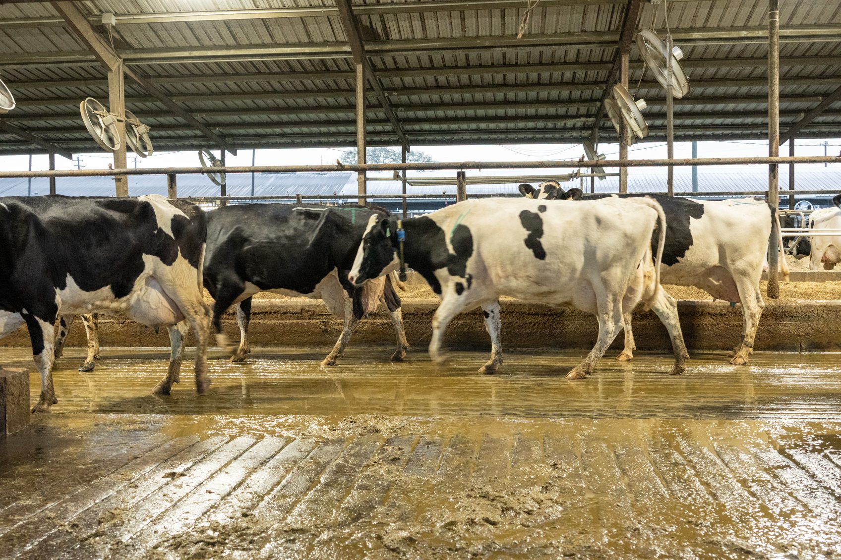 Tackle Lameness by Incorporating Nutritional Tools for Early Structural ...